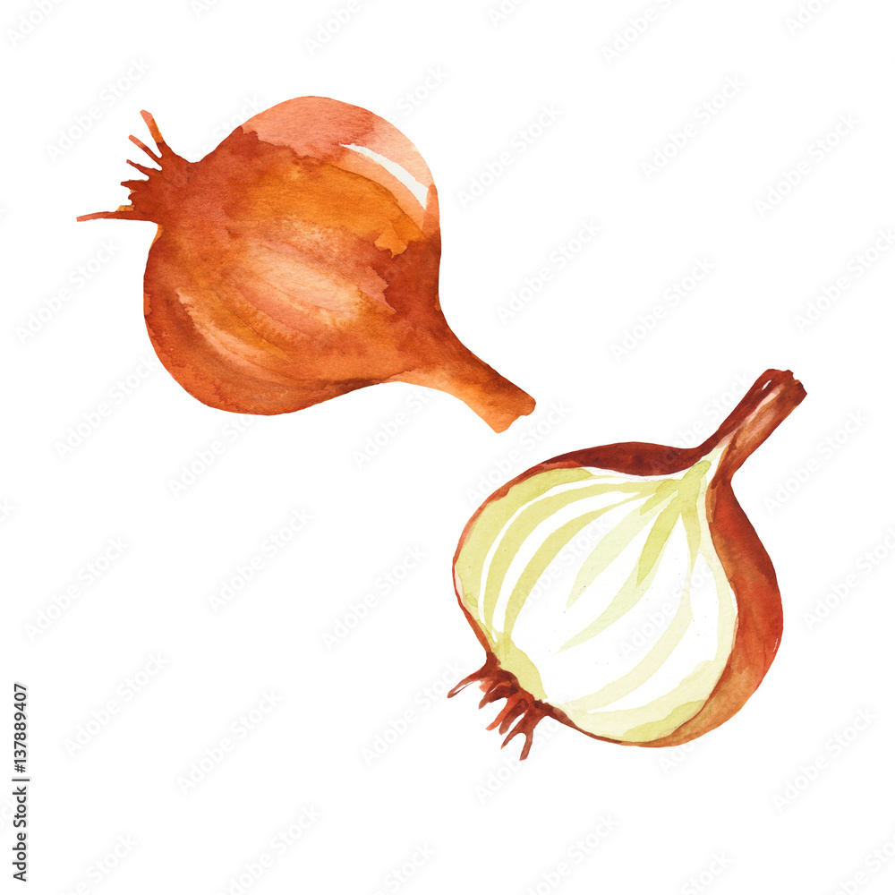 Food design set of onions watercolor. Vegetable background with hand ...