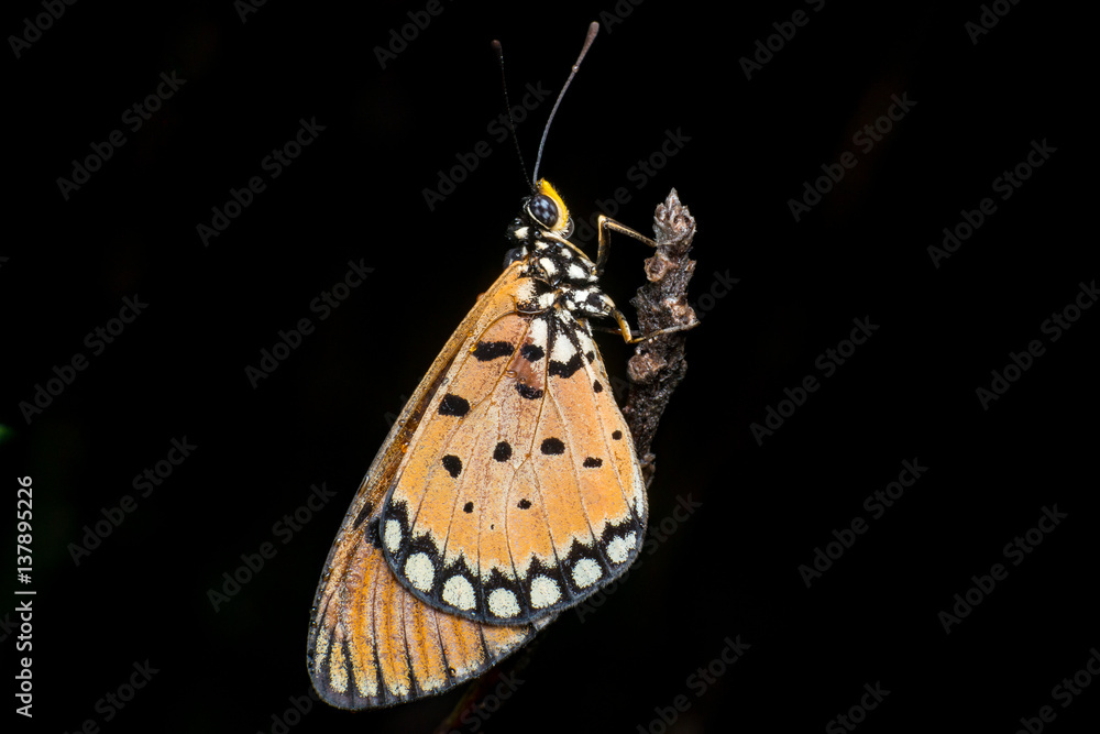 Tawny Coster butterfly (Arthropoda: Lepidoptera: Nymphalidae: Acraea violae) descend and ...