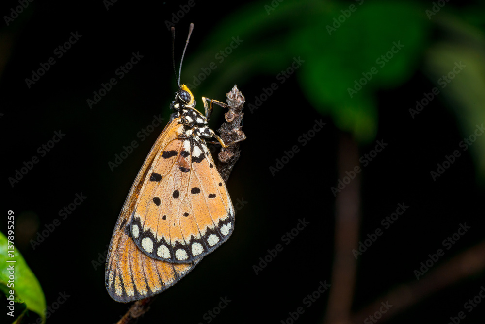 Tawny Coster butterfly (Arthropoda: Lepidoptera: Nymphalidae: Acraea violae) descend and ...