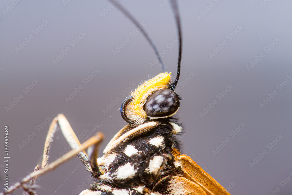 Extreme and close up view of Tawny Coster butterfly (Arthropoda ...