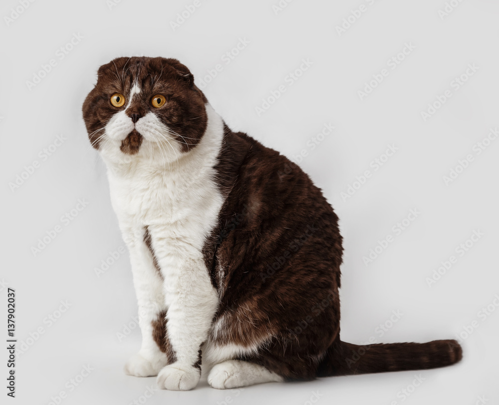 cat breed scottish fold Stock Photo | Adobe Stock