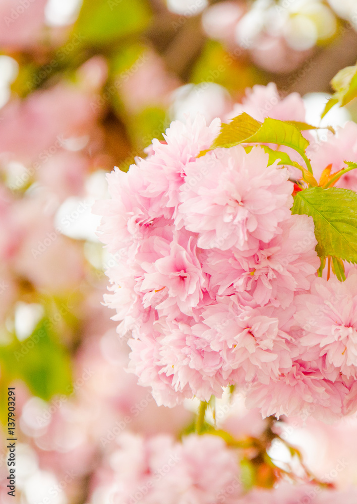 Flowering cherry in the spring, pink petals of cherry flowers Stock ...
