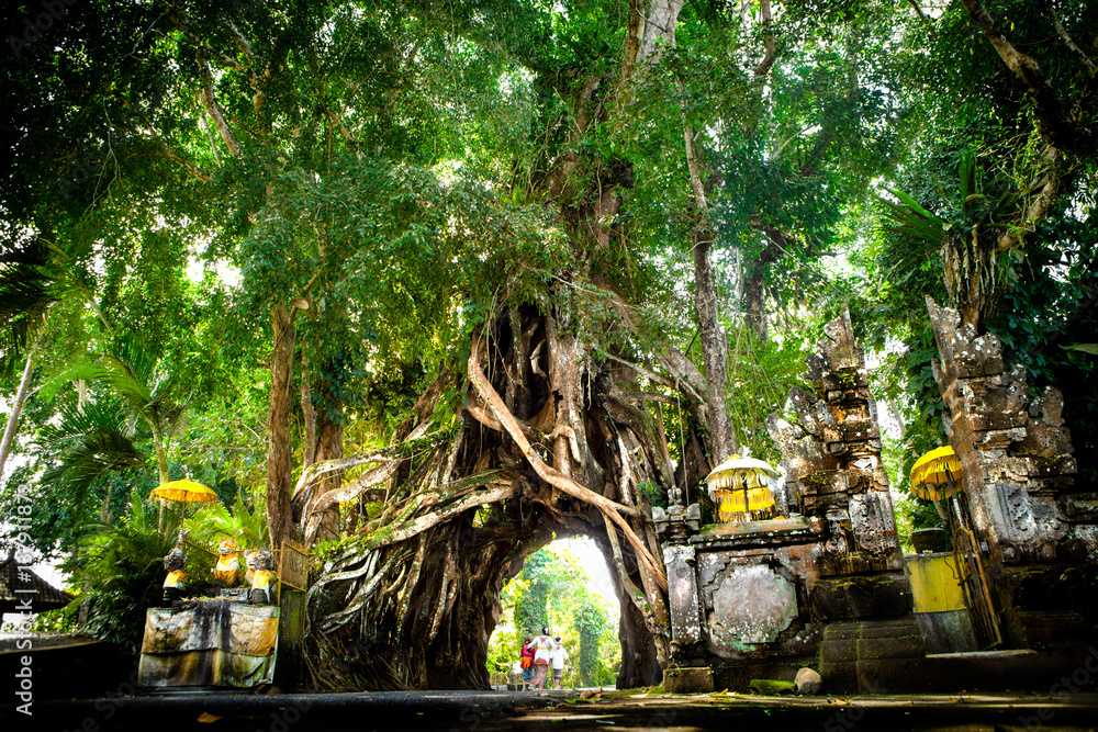 bali giant holy tree with hole to drive through in Tropical jungle ...