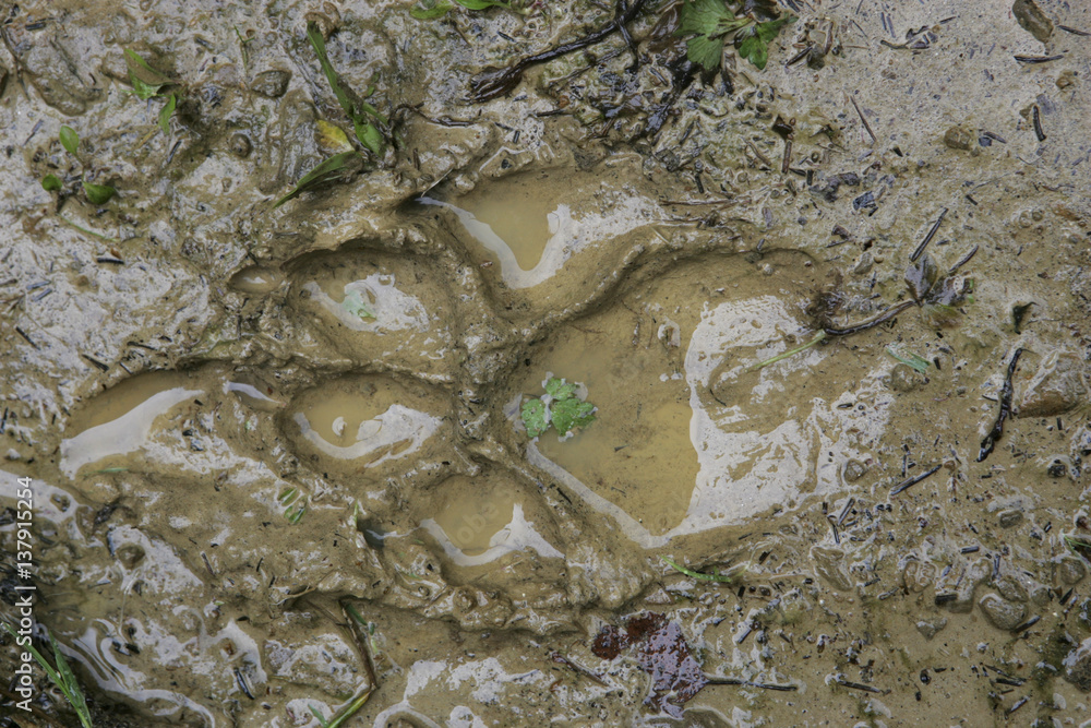 Wolf Tracks In Mud