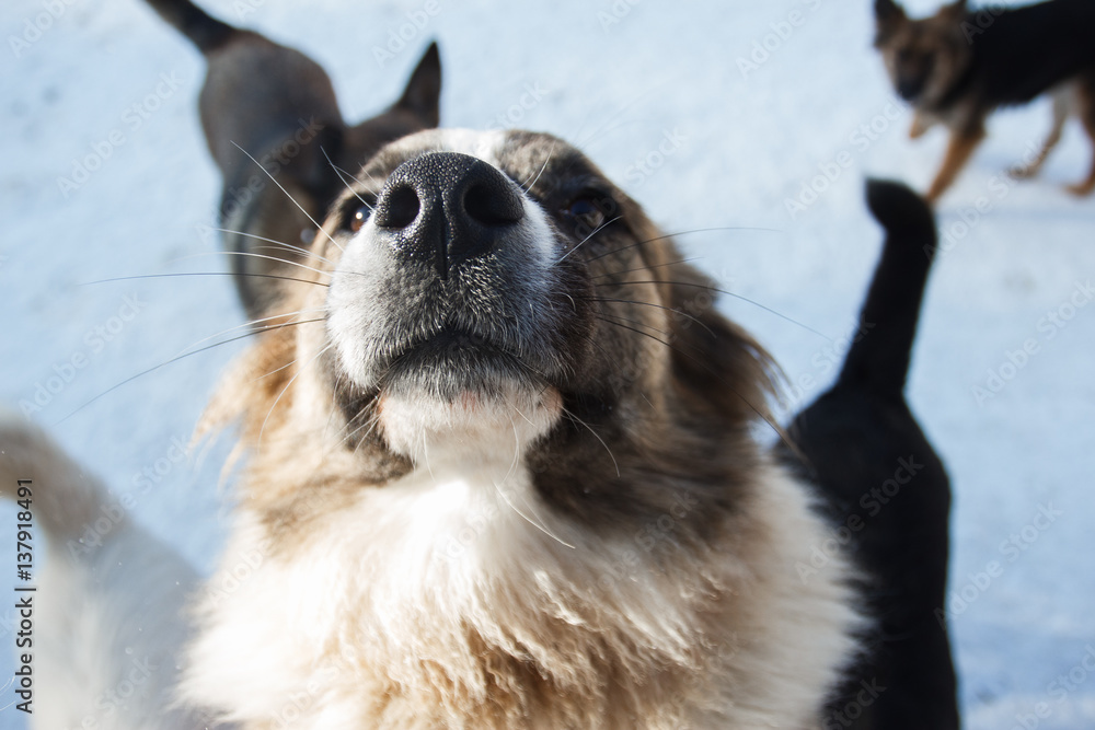 dog looking directly at the camera a sad look. Retriever dark color on ...
