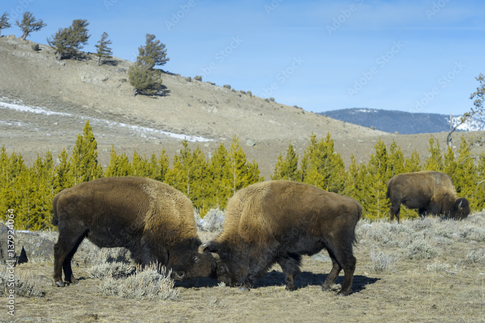 Plains Bison Fighting