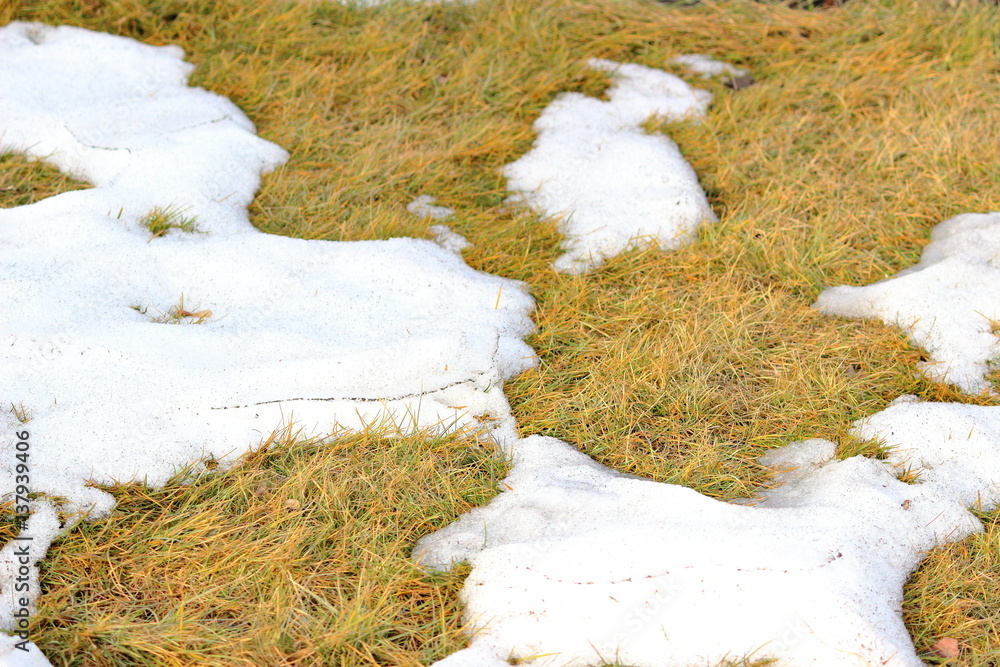 Spring snow melting on the grass.Texture of crystallized melting snow ...