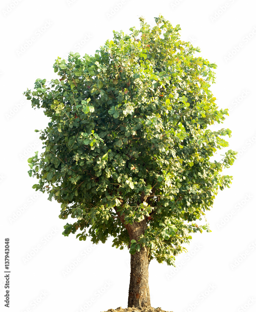 Tree isolated background,Iron wood tree is deciduous isolated on white ...