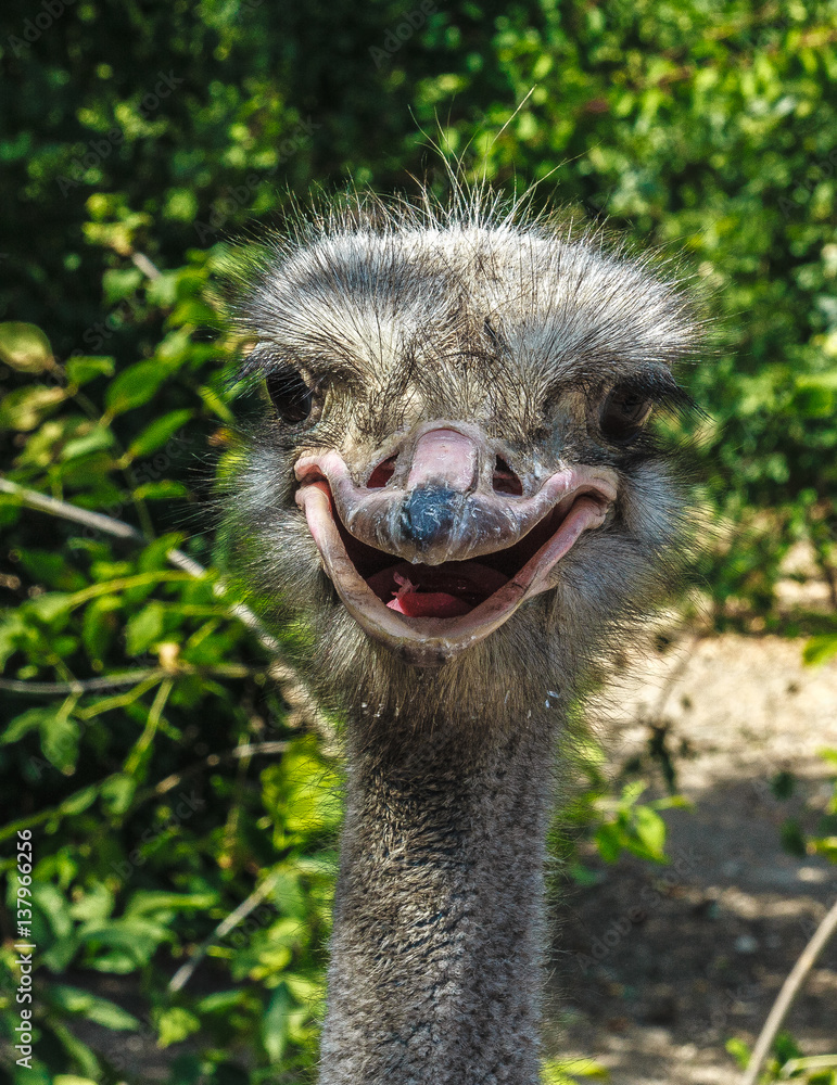 Funny Smiling Ostrich