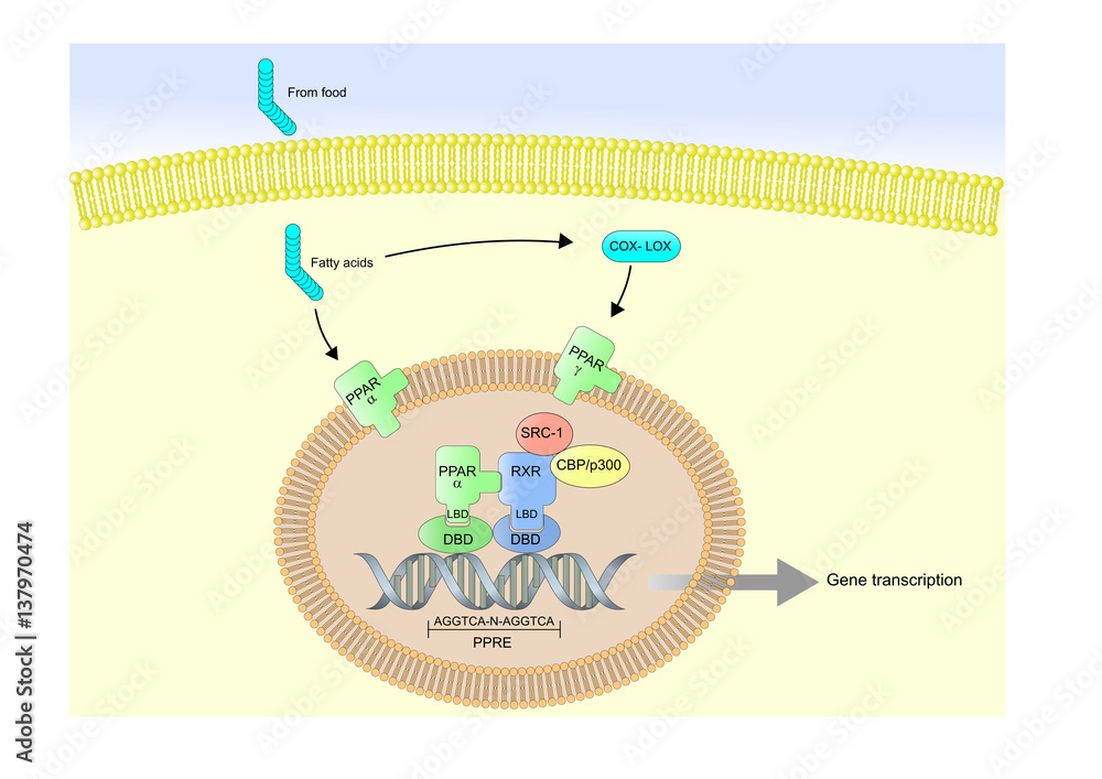 PPARs (peroxisome proliferator-activated receptors) and their actions ...