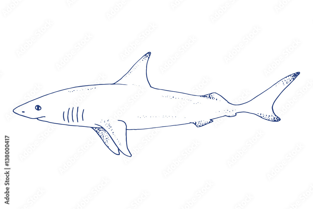 Vector shark hand drawn illustration with wild sea animal. Sea life ...