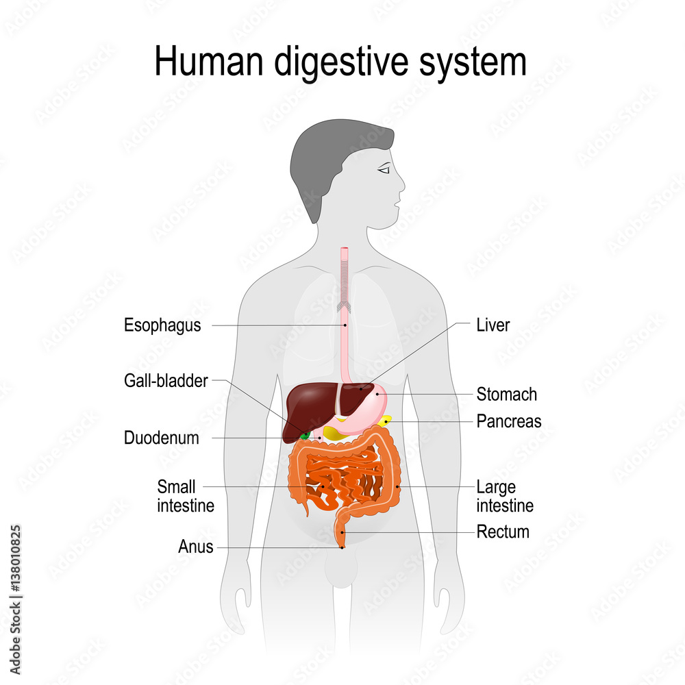 the location of the digestive system in the human body. Stock Vector ...