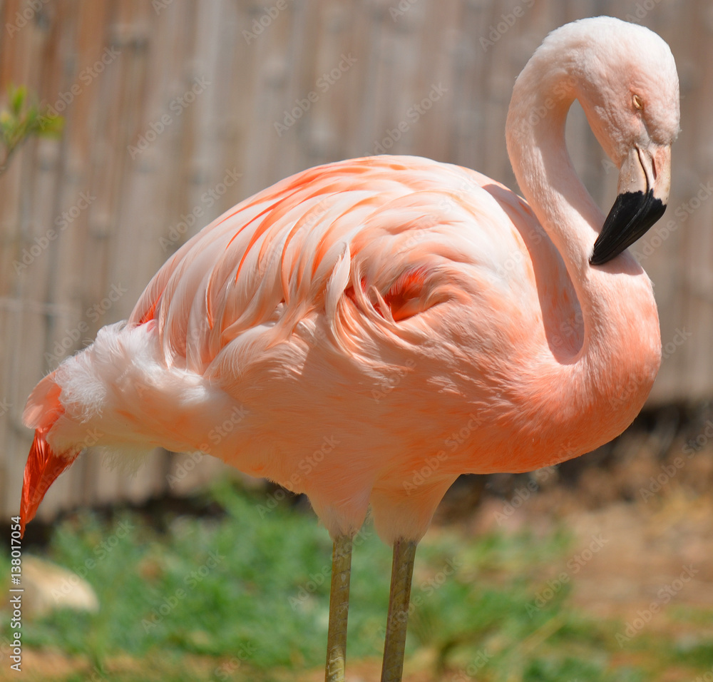Flamingos or flamingoes are a type of wading bird, the only genus in ...