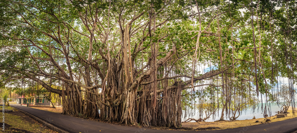 Big banyan tree. Panorama Stock Photo | Adobe Stock