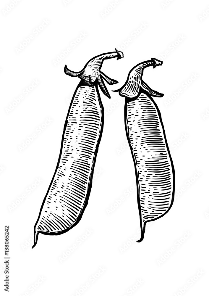 Pea, peas illustration, drawing, engraving, line art, vegetable, vector ...