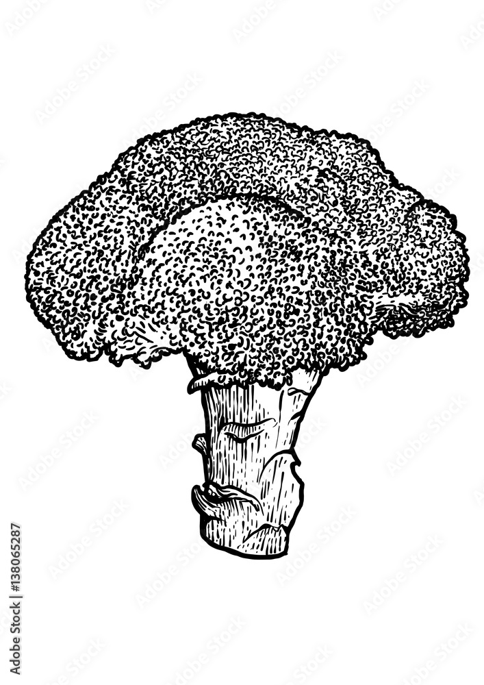 Broccoli illustration, drawing, engraving, line art, vegetable, vector ...
