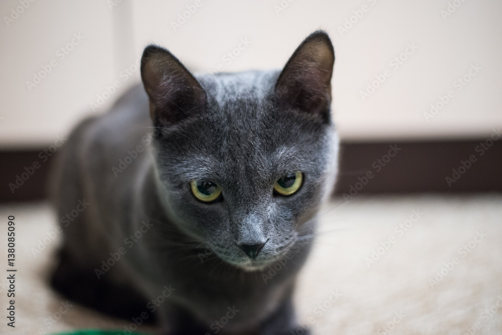 gray cat with a stern look Stock Photo | Adobe Stock
