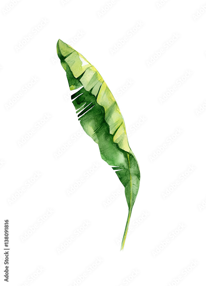 Watercolor illustration of tropical leaves, dense jungle. Tropic ...