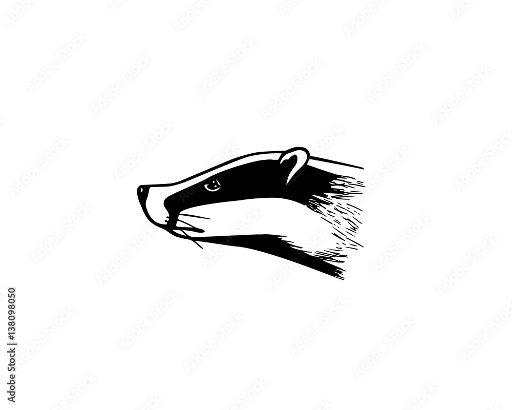 Hand drawn badger's head Stock Vector | Adobe Stock