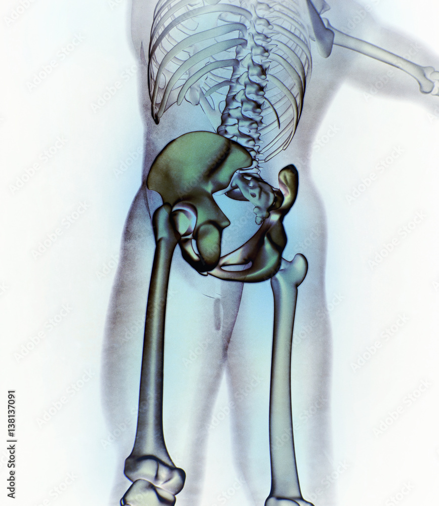 Ilium bone, hip bone or pelvis. Human anatomy, bone skeletal strucure ...