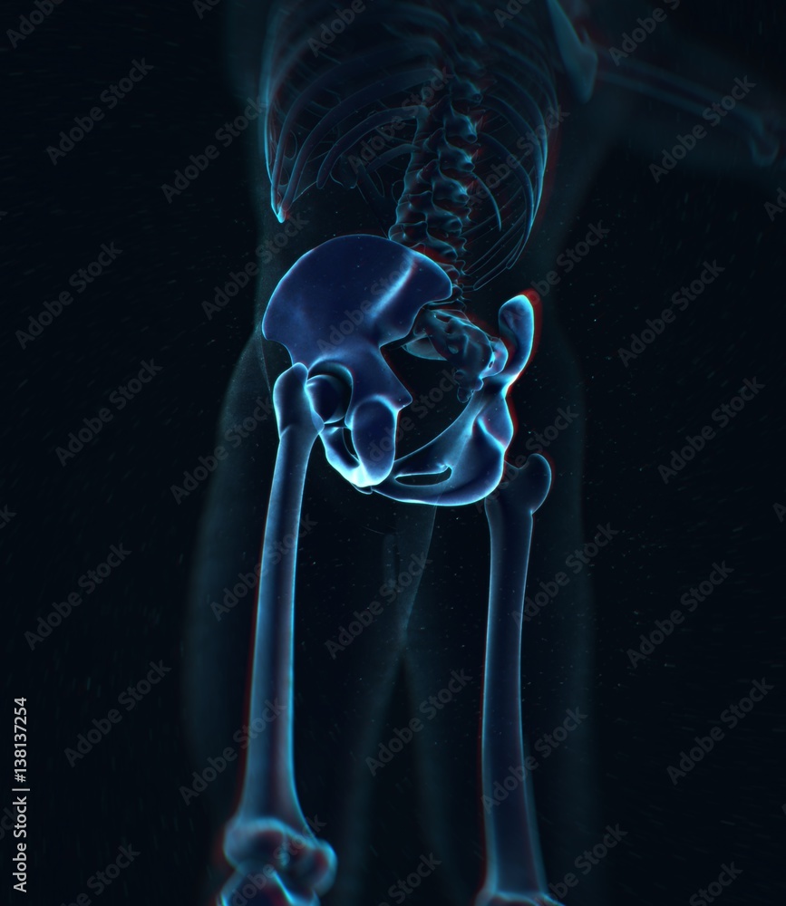 Ilium bone, hip bone or pelvis. Human anatomy, bone skeletal strucure ...