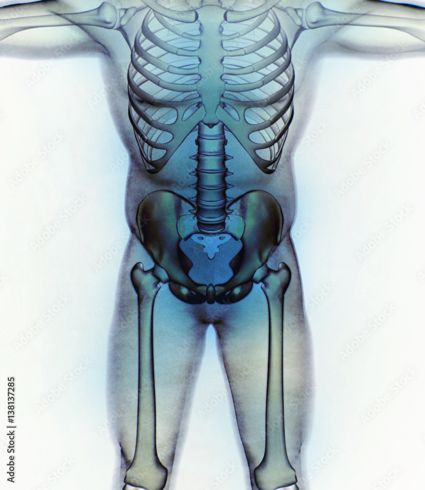Ilium bone, hip bone or pelvis. Human anatomy, bone skeletal strucure ...