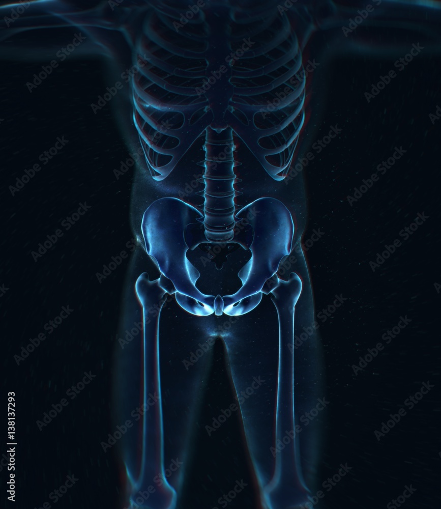 Ilium bone, hip bone or pelvis. Human anatomy, bone skeletal strucure ...