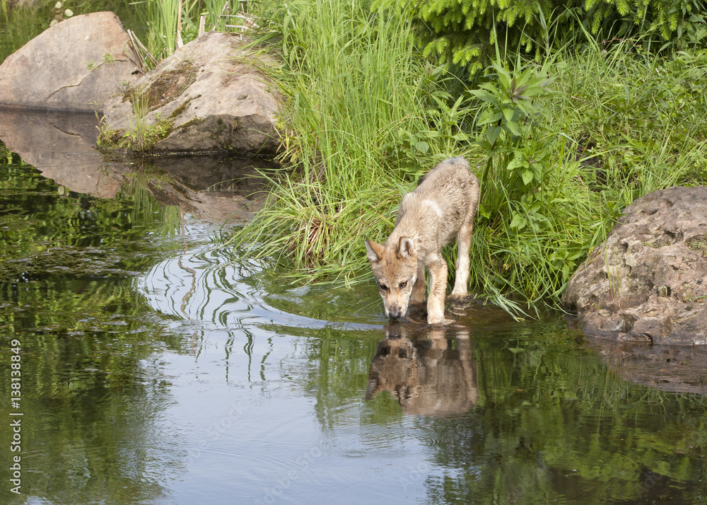Wolf Puppy Looking at his Reflection in a Lake Stock Photo | Adobe Stock