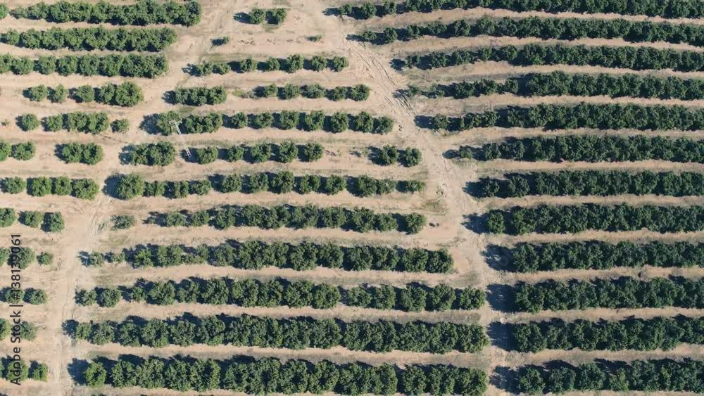Aerial View Orange Trees Plantation Stock Video | Adobe Stock