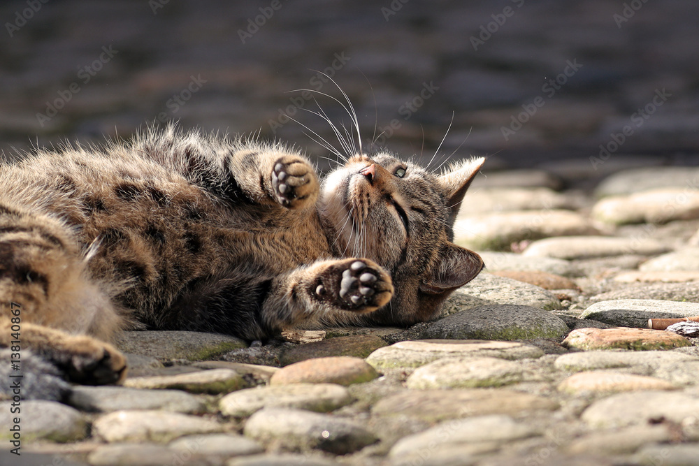 Domestic cat rolling on its back in a sunny spot portrait Stock Photo ...