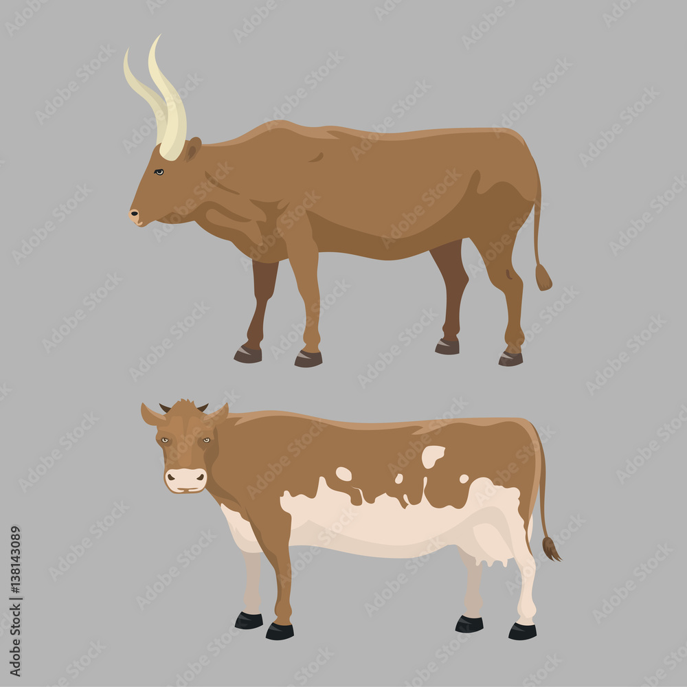 Bull and cow farm animal vector illustration. Stock Vector | Adobe Stock