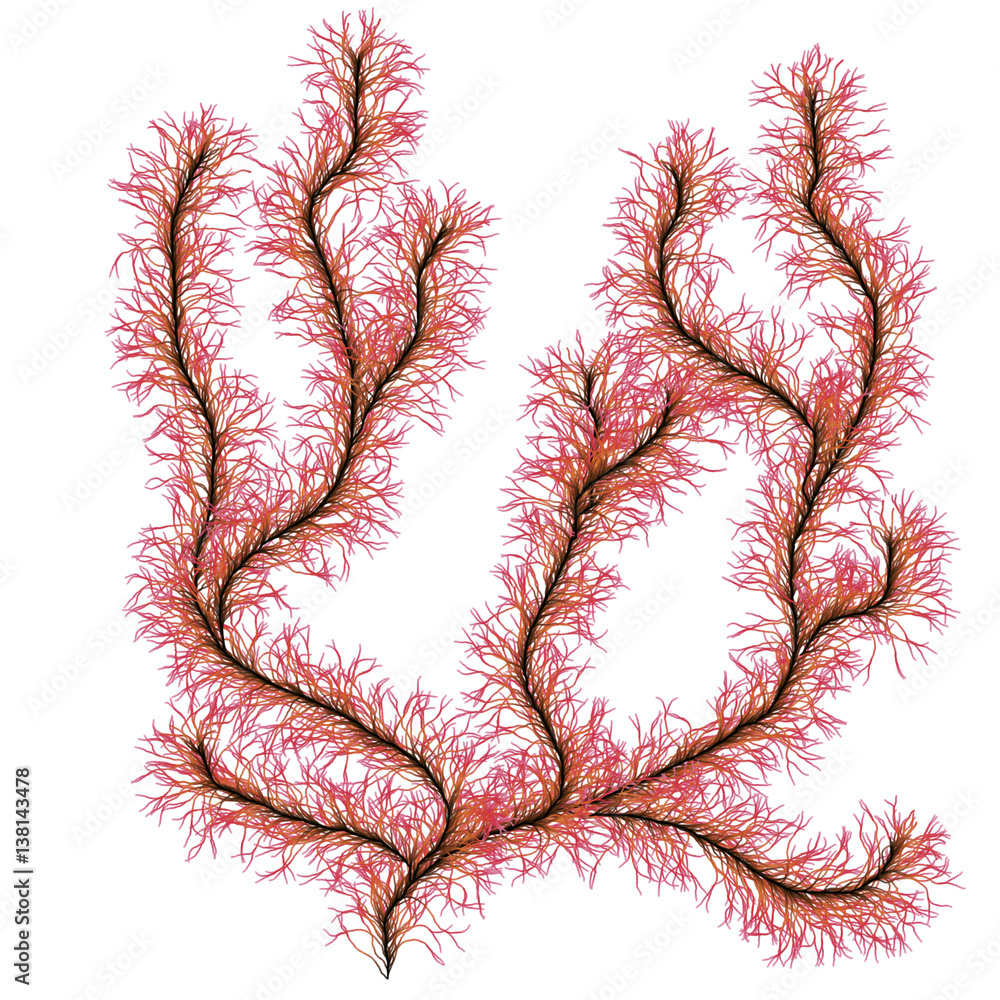 Red sea algae Stock Illustration | Adobe Stock