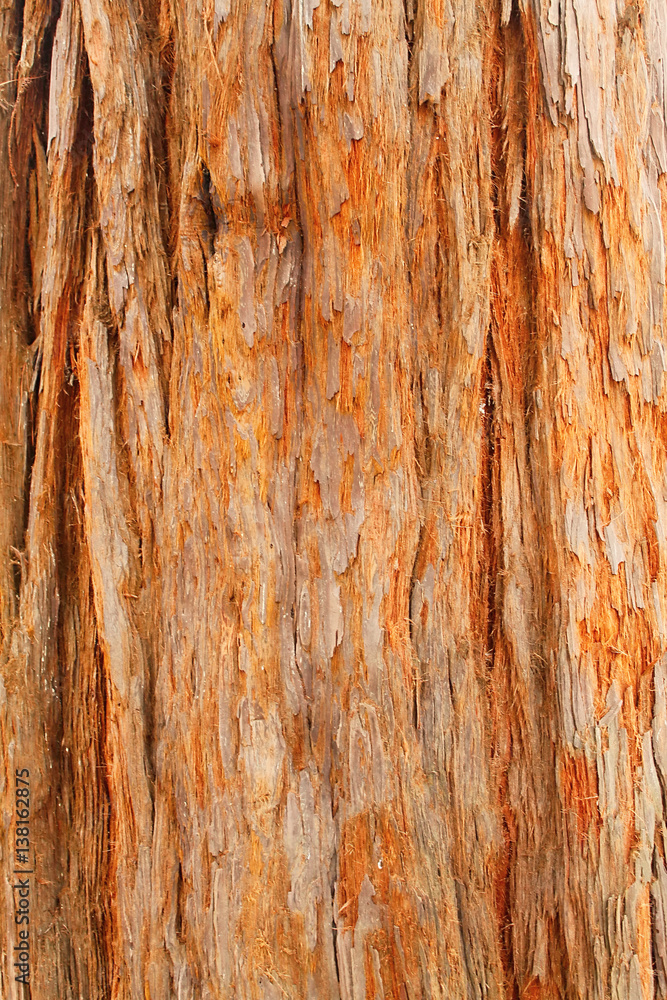 wood texture. Vertical background. sequoia bark Stock Photo | Adobe Stock