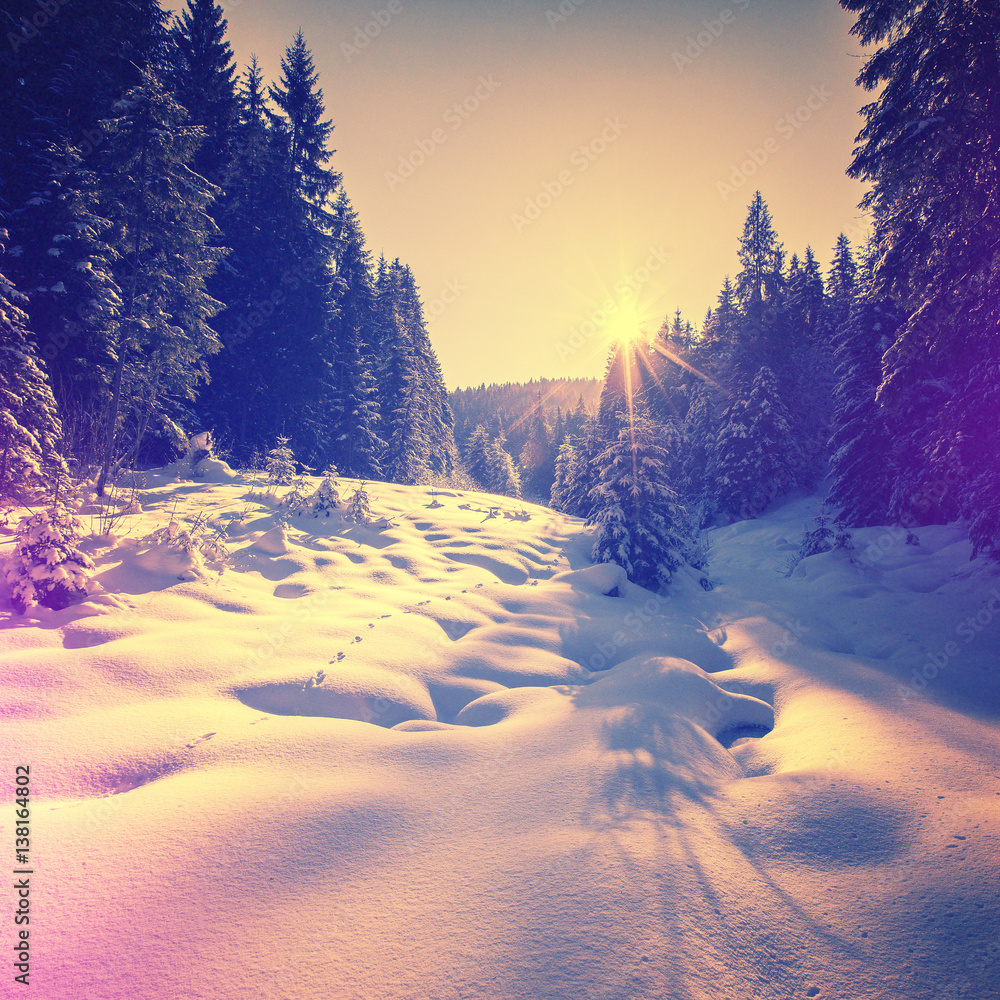 Pine Trees Snow Sunset