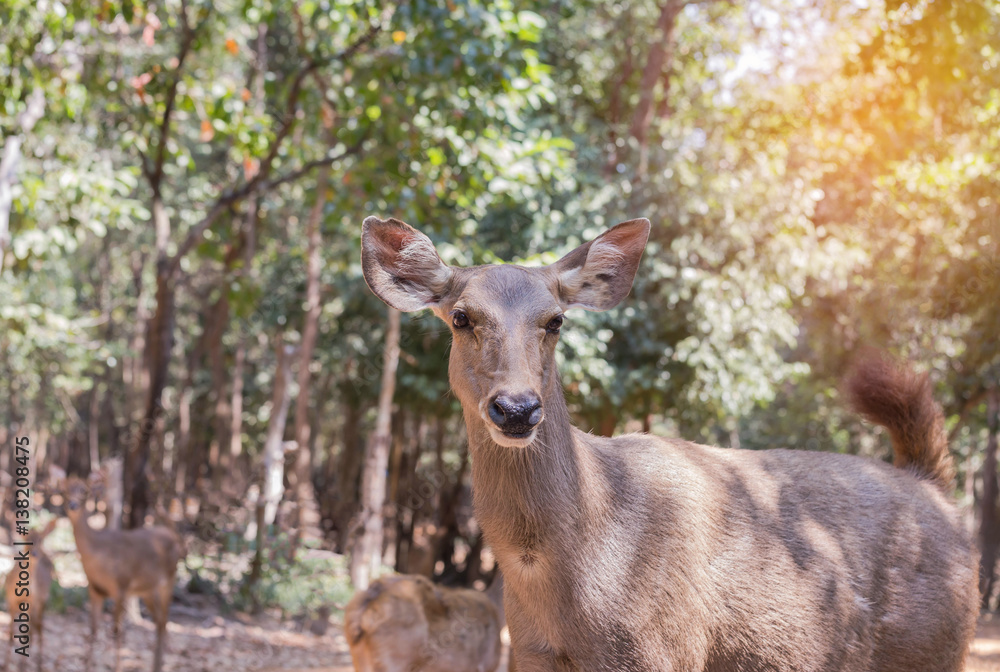 Sambar deer(Rusa unicolor, Cervus unicolor) wildlife in natural Stock ...