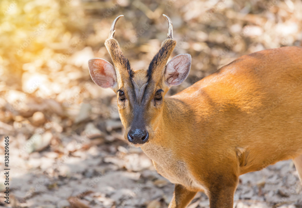 young barking deer (Muntiacus muntjak) wildlife in the natural Stock ...