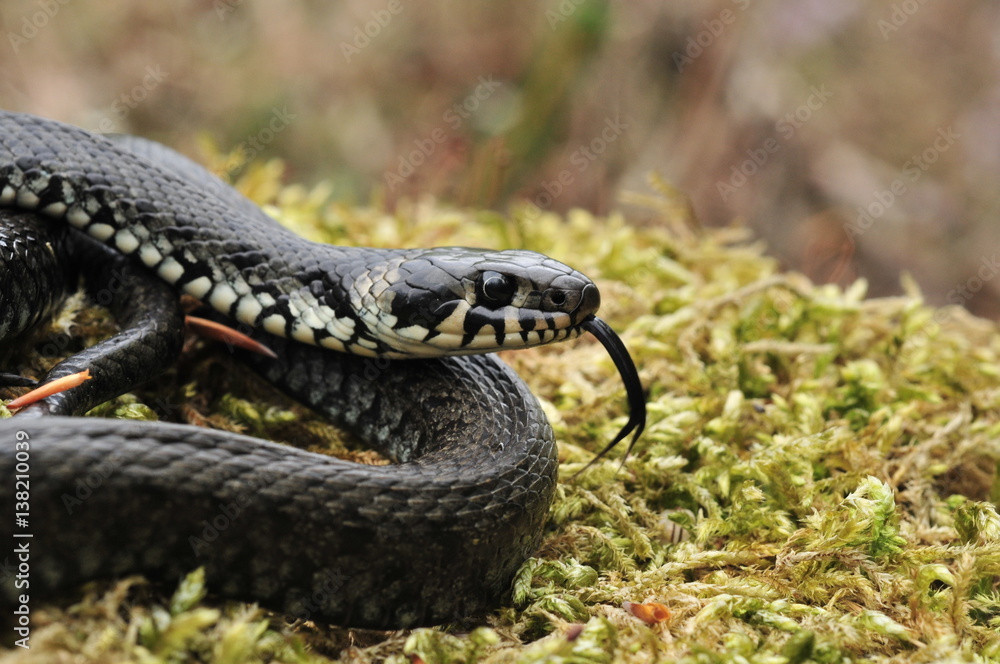 Ringelnatter, natrix natrix Stock Photo | Adobe Stock