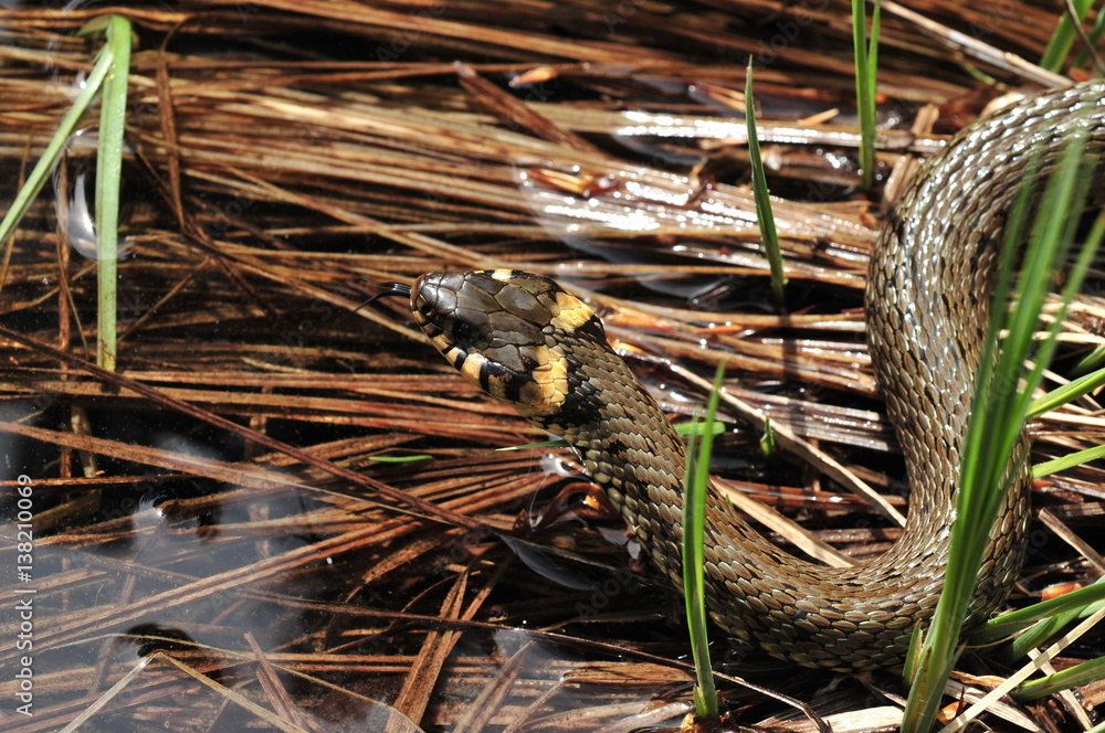 Ringelnatter, natrix natrix Stock Photo | Adobe Stock