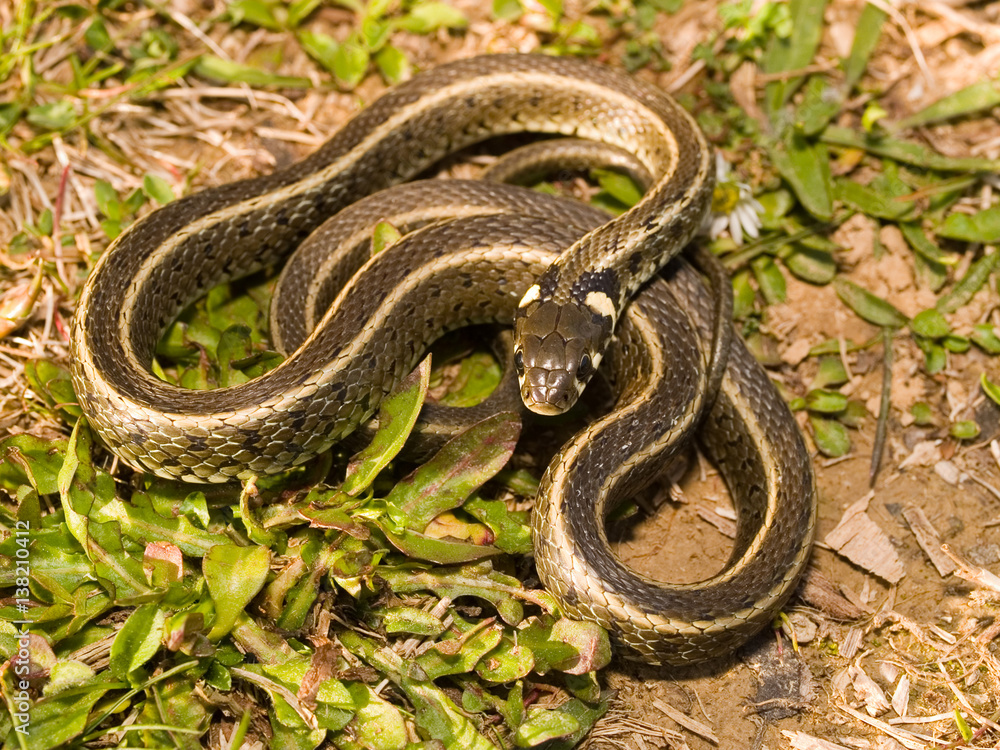 Ringelnatter, natrix natrix Stock Photo | Adobe Stock