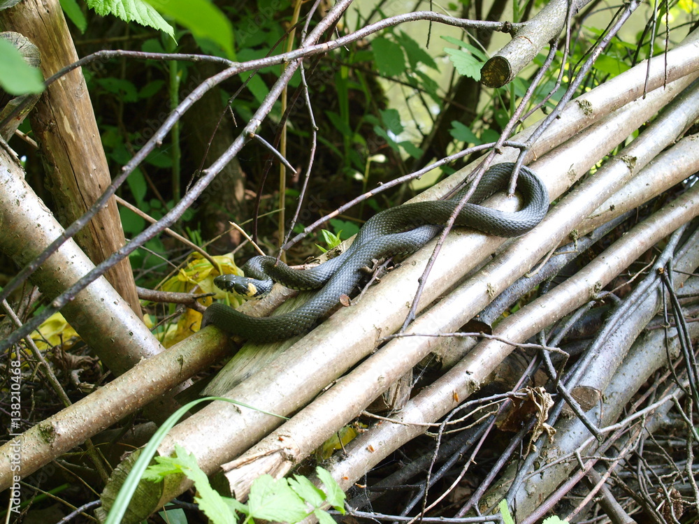 Ringelnatter, natrix natrix Stock Photo | Adobe Stock