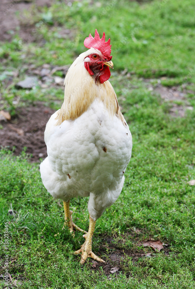 Ein Hahn auf einem Bauernhof Stock-Foto | Adobe Stock