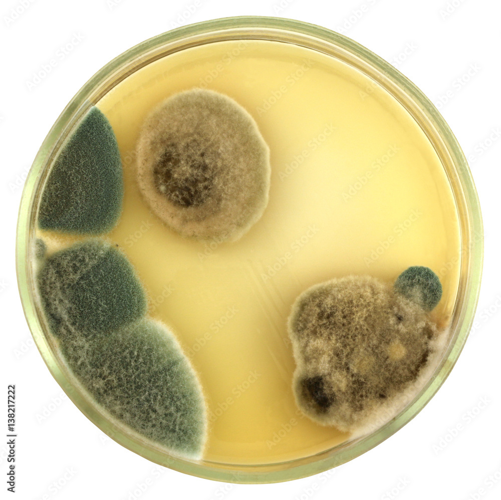Colonies of mold (Penicillium, Aspergillus, Mucor, Trichoderma genus ...