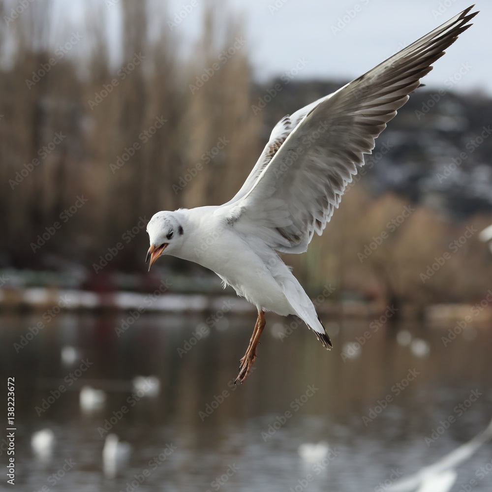 Seagull in flight. Stock Photo | Adobe Stock