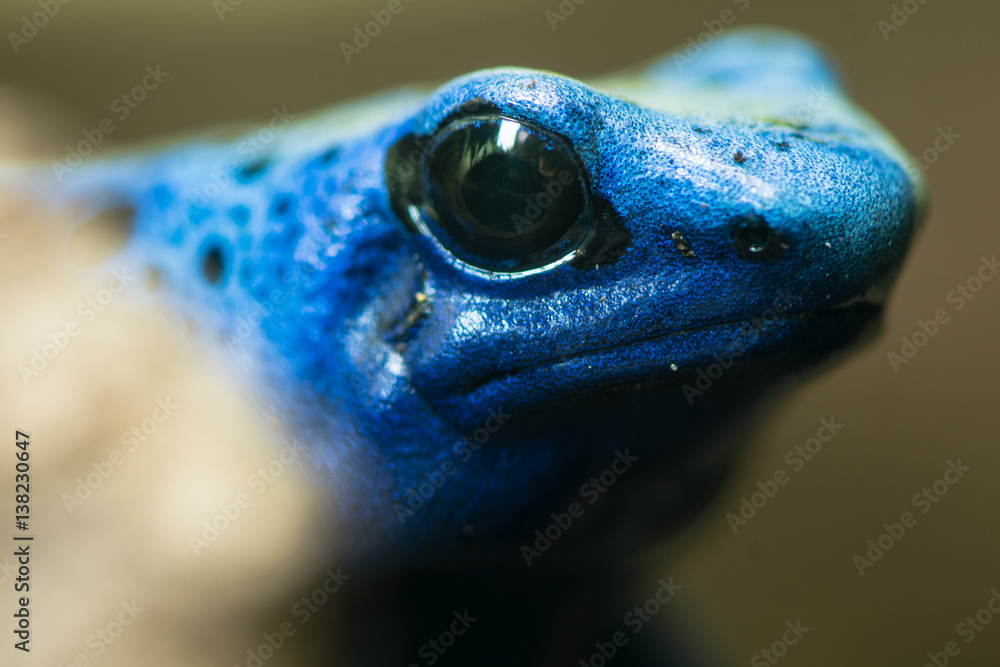 Blue poison dart frog (Dendrobates tinctorius azureus). Head and eyes ...