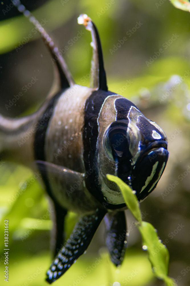 Endangered Tropical Fish