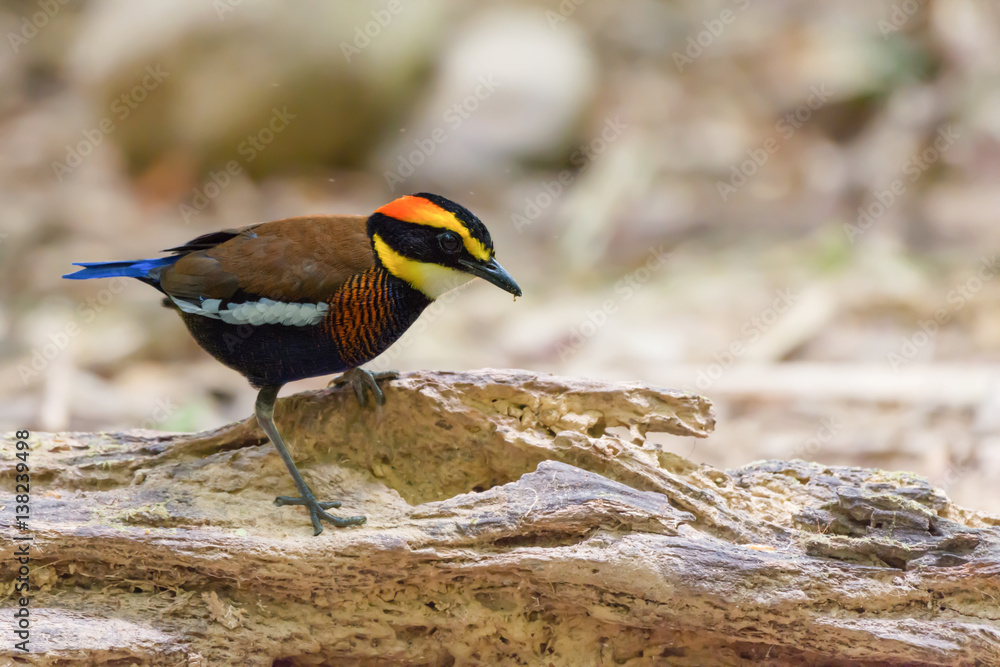 What a colourful walking bird.Amazing bird,Malayan banded Pitta ...
