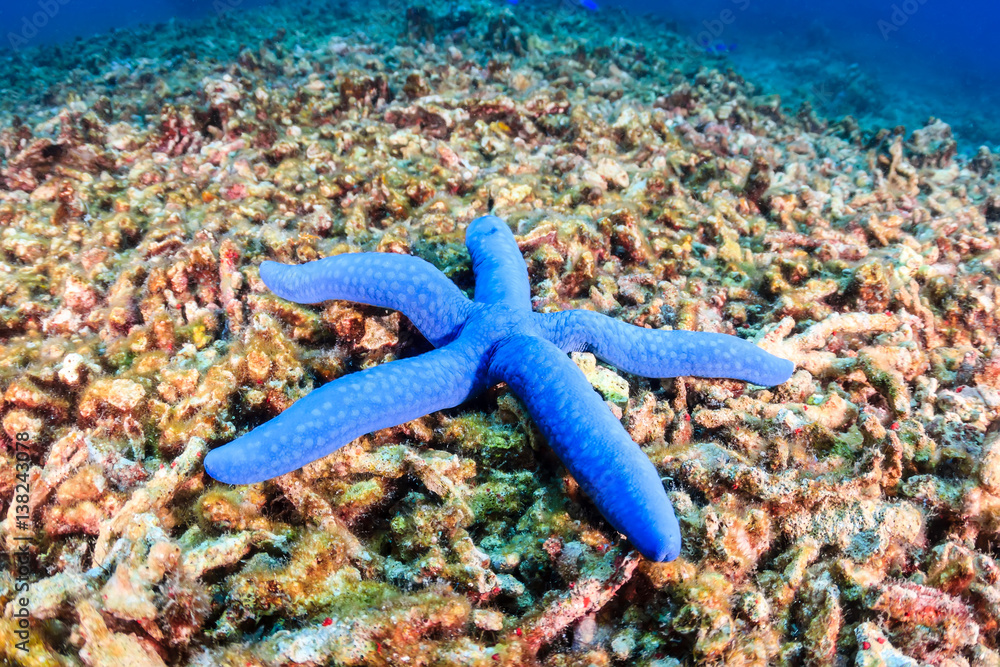 A single starfish sites on a destroyed coral reef. Global warming and ...