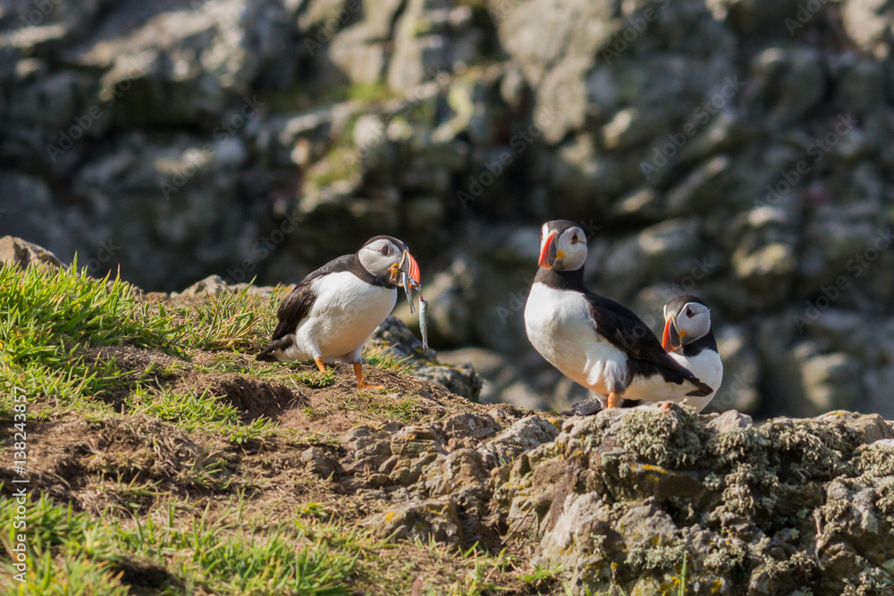 Puffin showing its catch of fish to other puffins Stock Photo | Adobe Stock