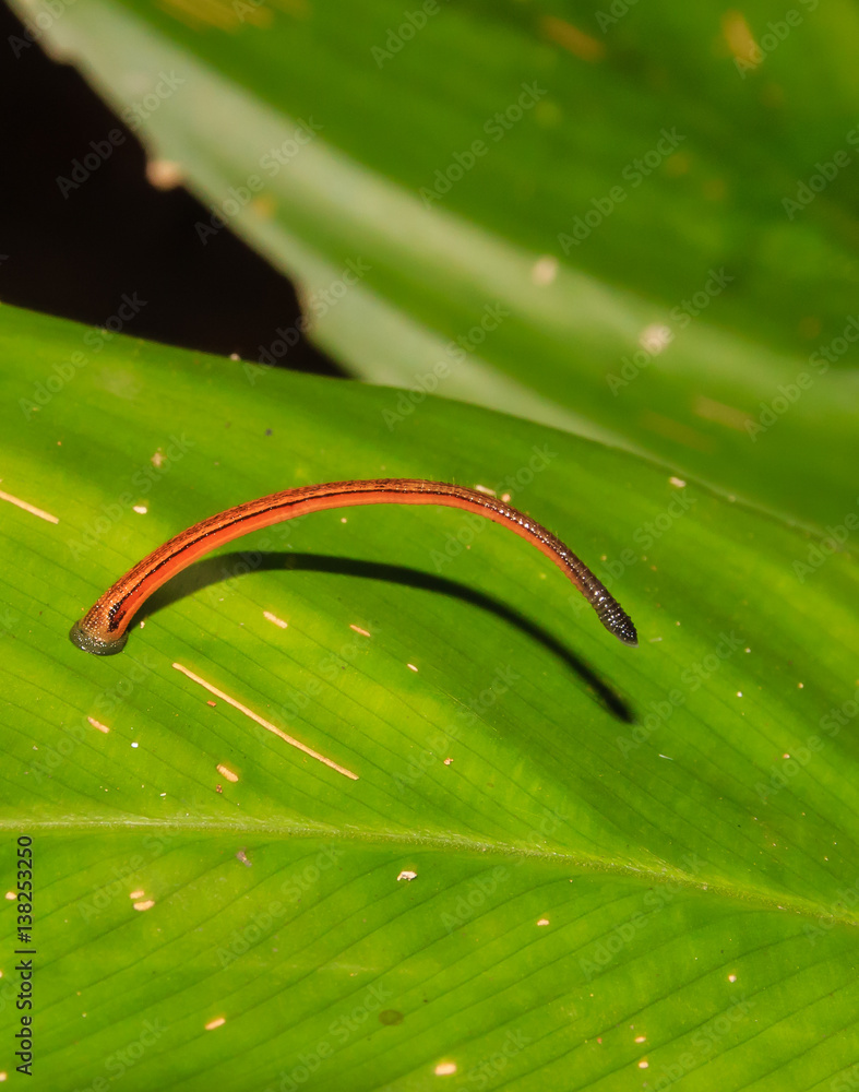 Foto de Tiger Leech on a tree leaf do Stock | Adobe Stock
