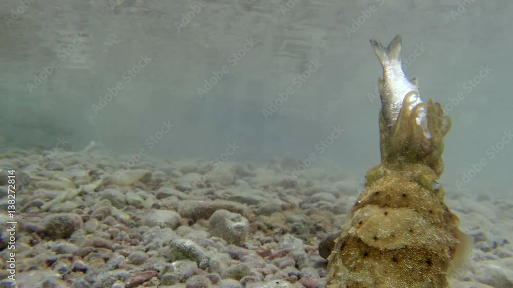 Underwater Pharaoh Cuttlefish Hunting Fish. Picture of pharaoh ...